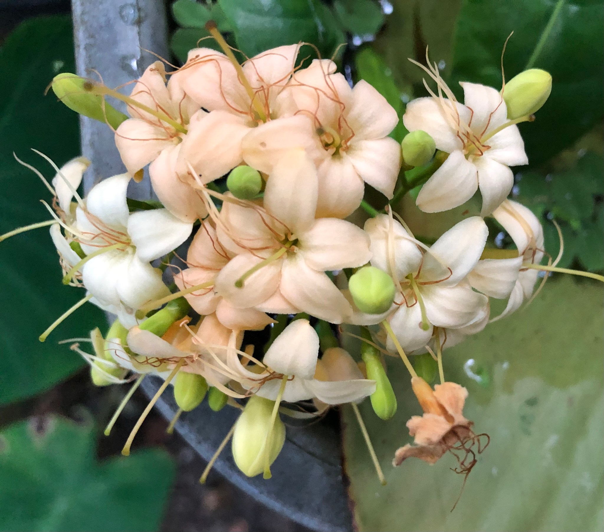 Pua kenikeni Original tree – Heidi Bornhorst
