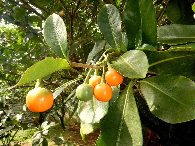 Pua kenikeni Original tree – Heidi Bornhorst