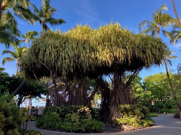 ASHS coming to Honolulu! – Heidi Bornhorst