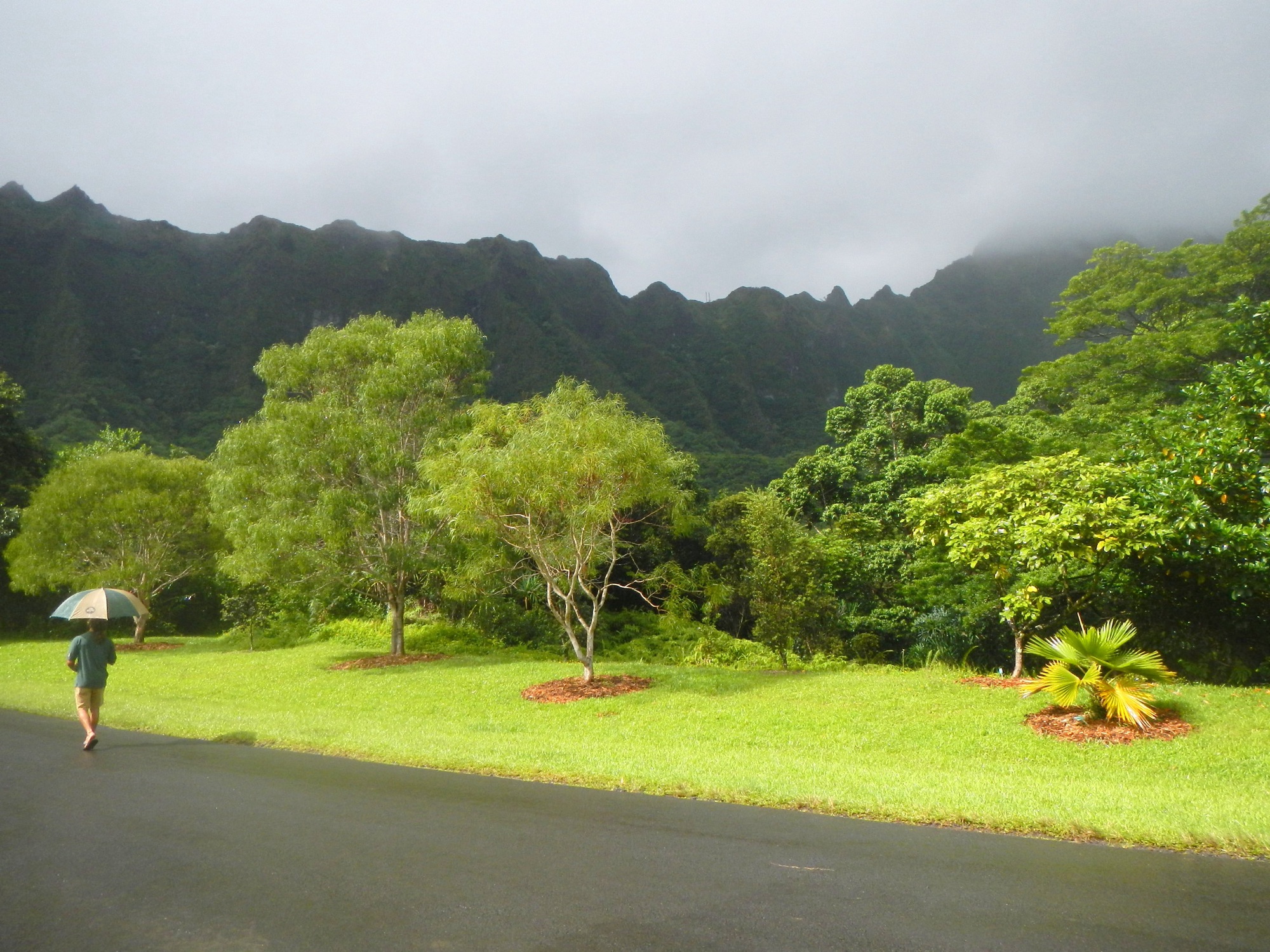 Miniature Forest Revolution – Heidi Bornhorst