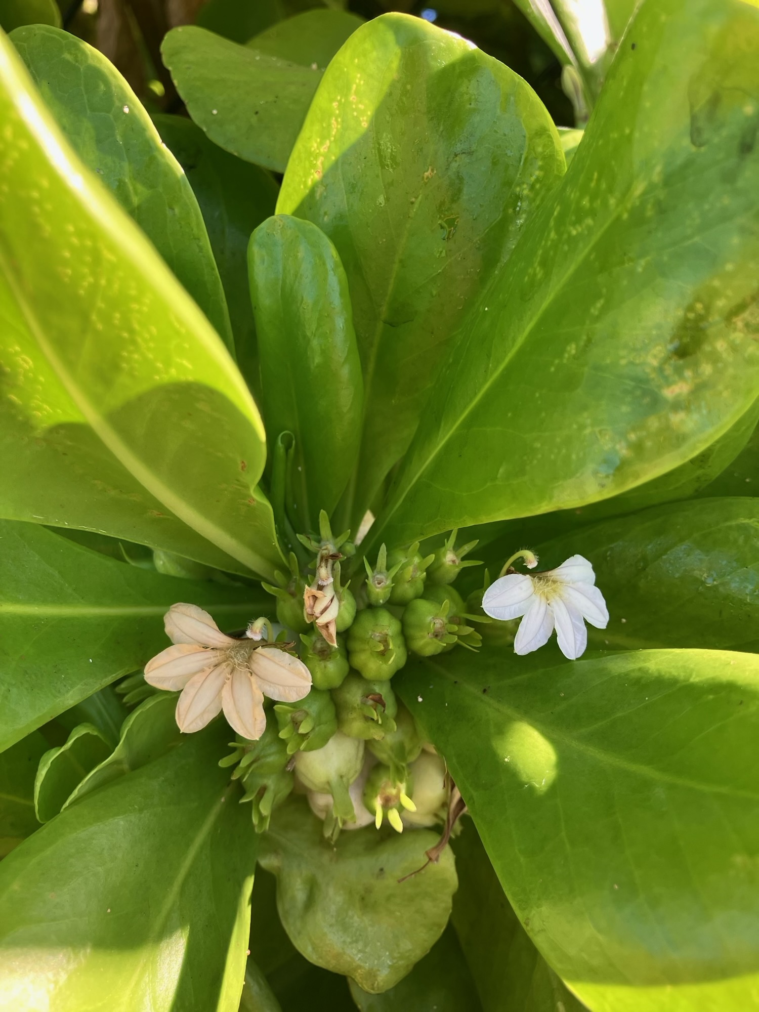 Naupaka – Heidi Bornhorst